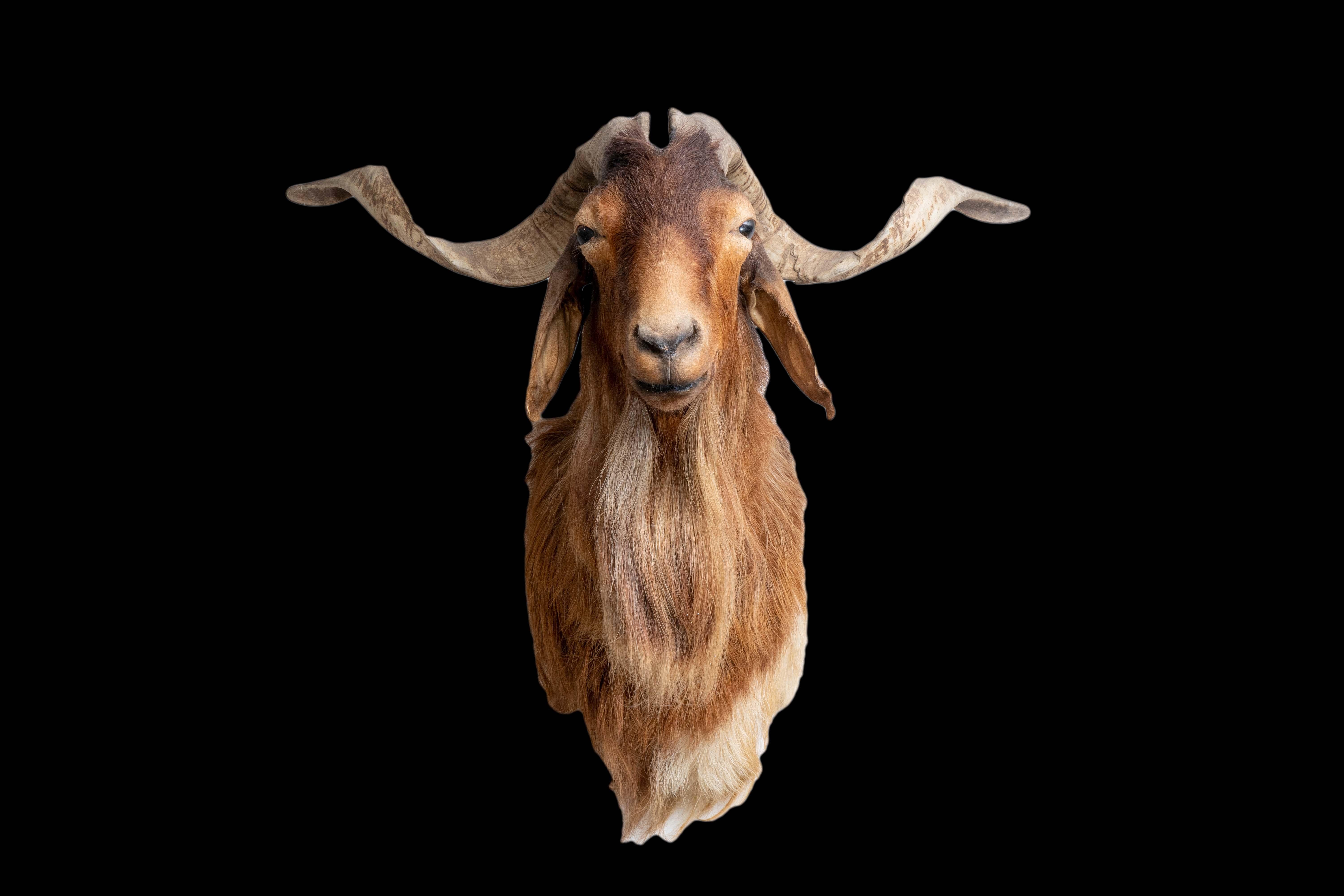Catalina Goat Shoulder Mount at 1stDibs | catalina goat mount, catalina ...