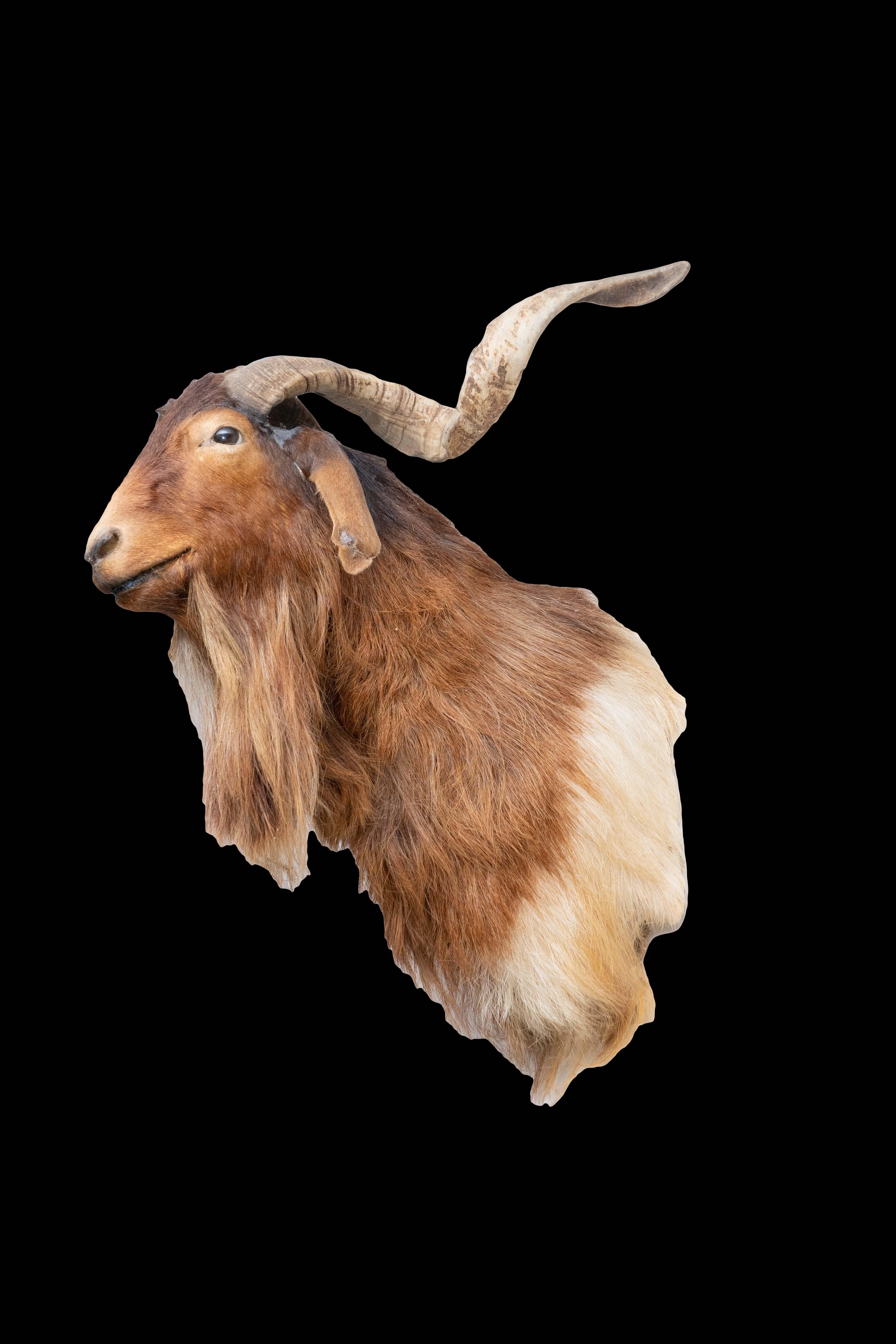 Catalina Goat Shoulder Mount at 1stDibs | catalina goat mount, catalina ...