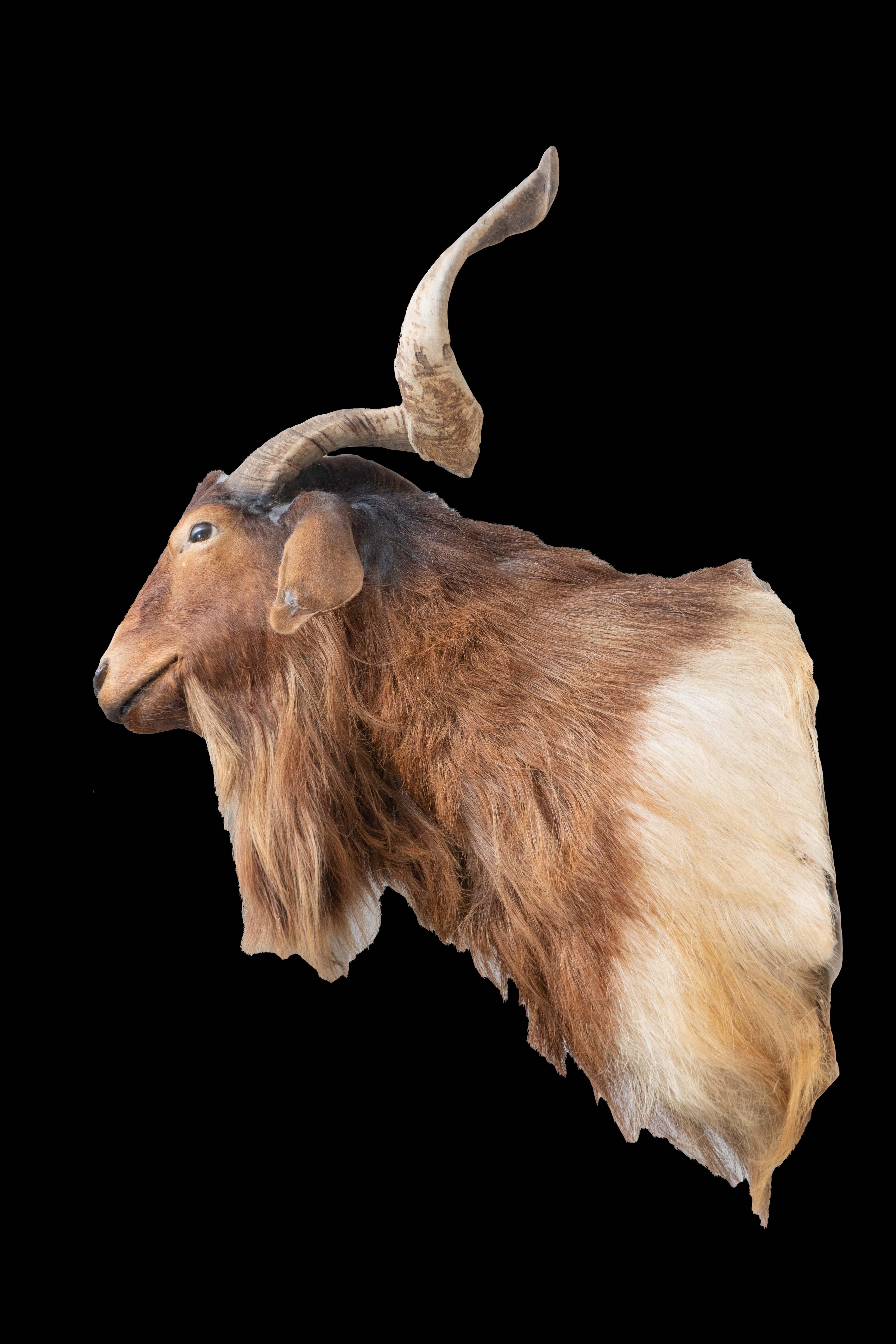 Catalina Goat Shoulder Mount at 1stDibs | catalina goat mount, catalina ...
