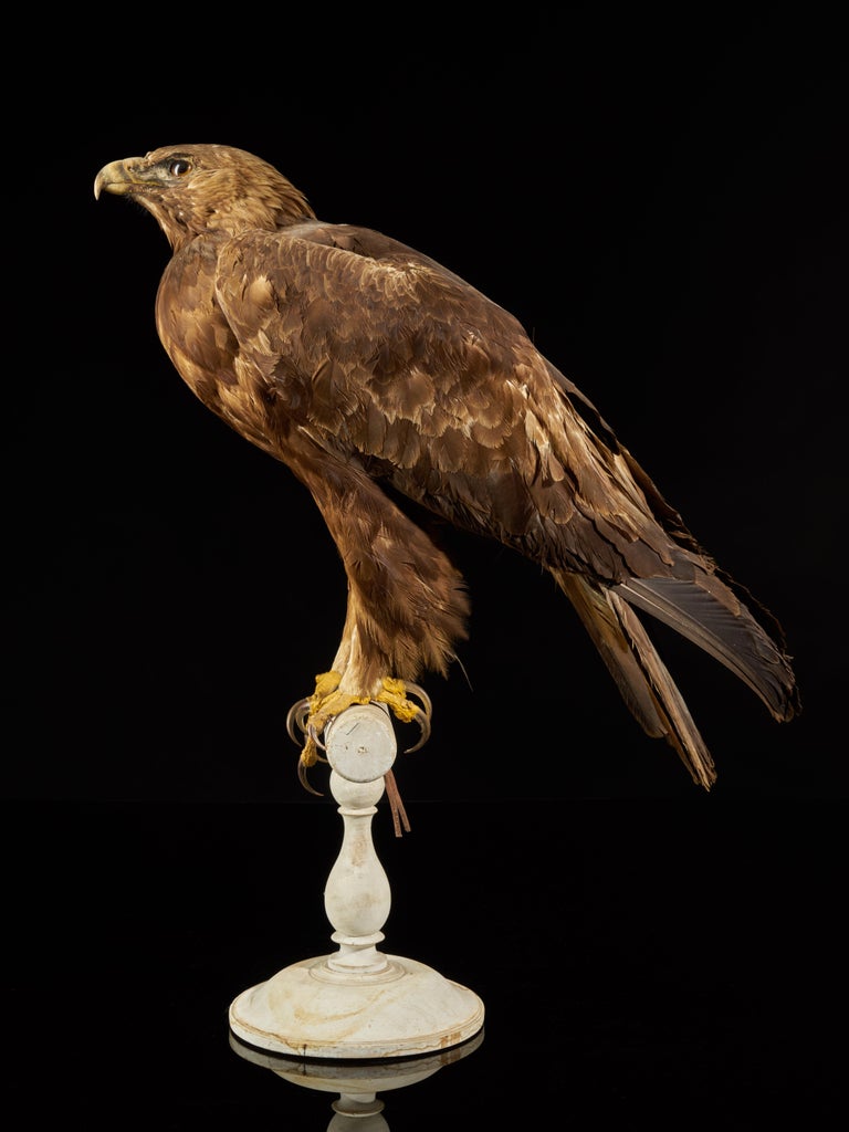 Golden Eagle 'Aquila chrysaetos' II/A, Magnificent Male Golden Eagle at ...