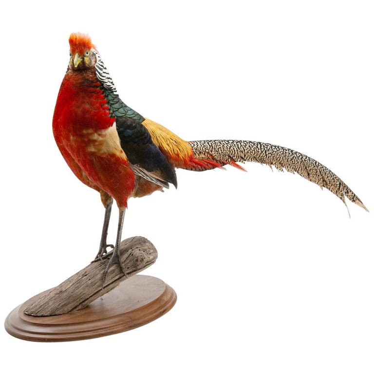 Goldherst Pheasant at 1stDibs