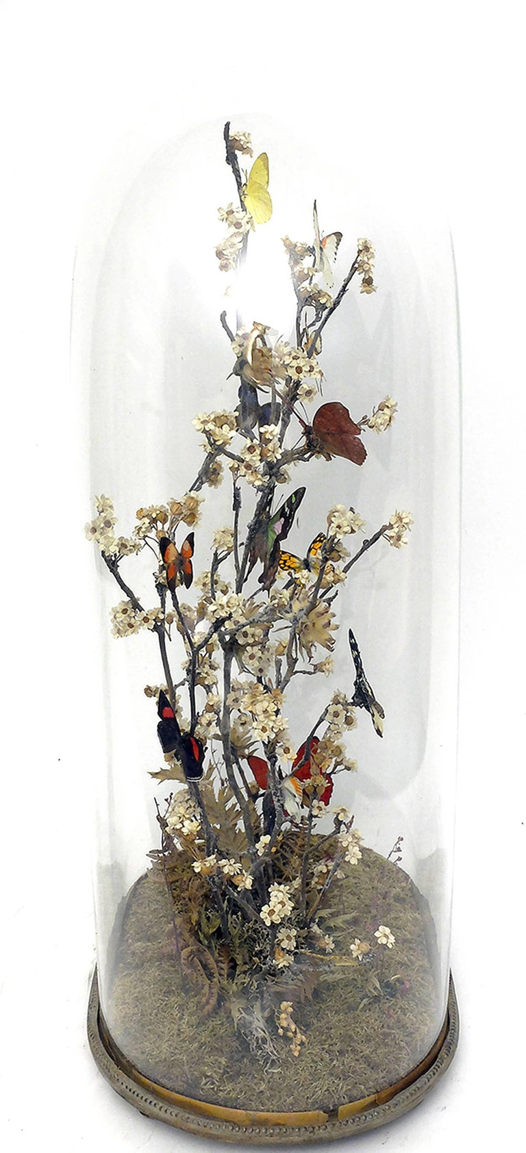 Gorgeous Diorama with Butterflies and Flowers, Italy, circa 1880 For ...