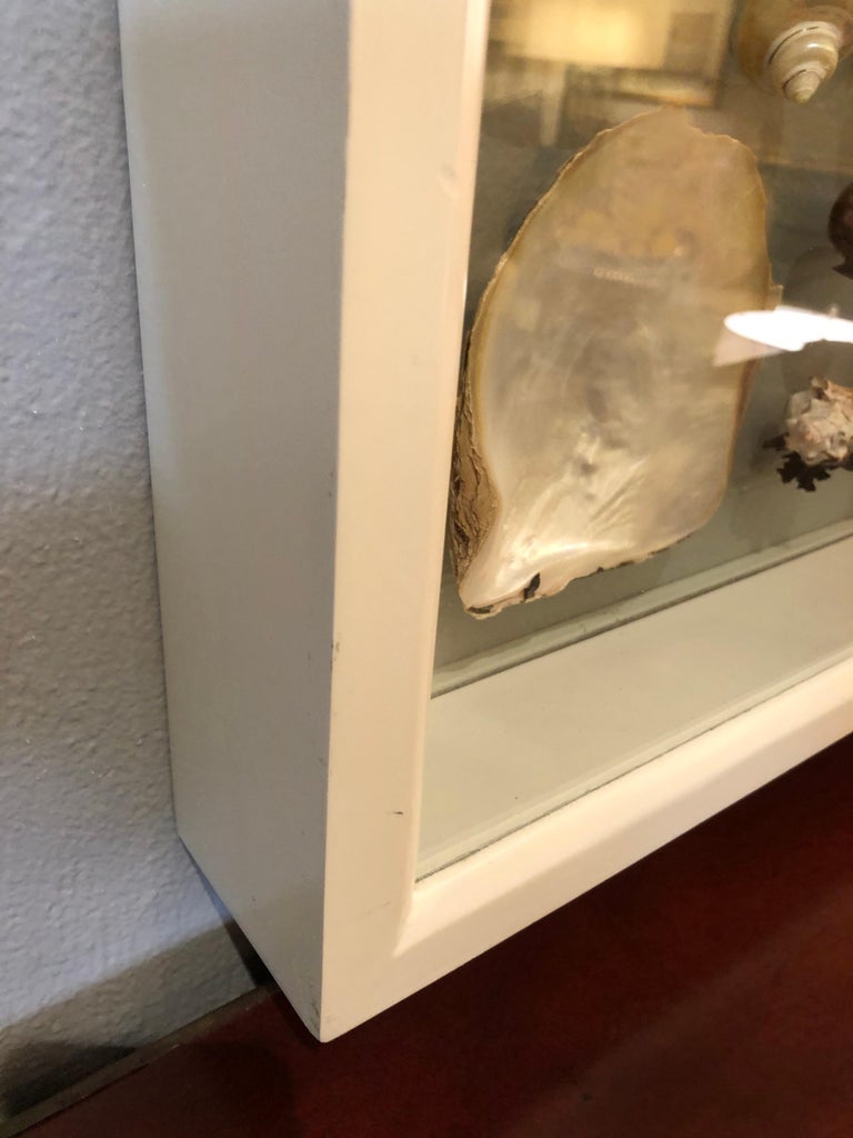 Gorgeous Shadow Box Art with 74 Seashells For Sale at 1stDibs