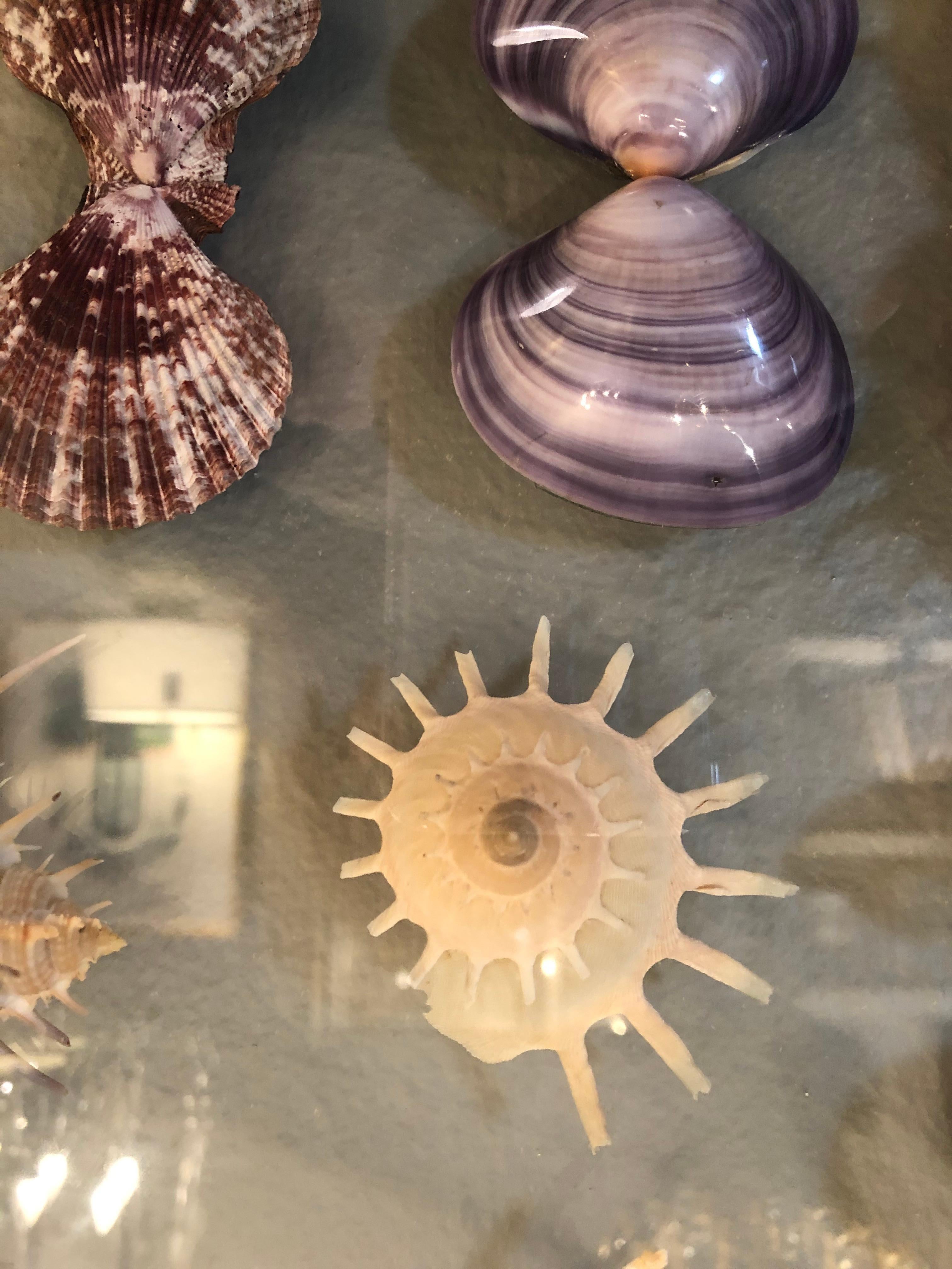 Gorgeous Shadow Box Art with 74 Seashells For Sale at 1stDibs | shadow ...