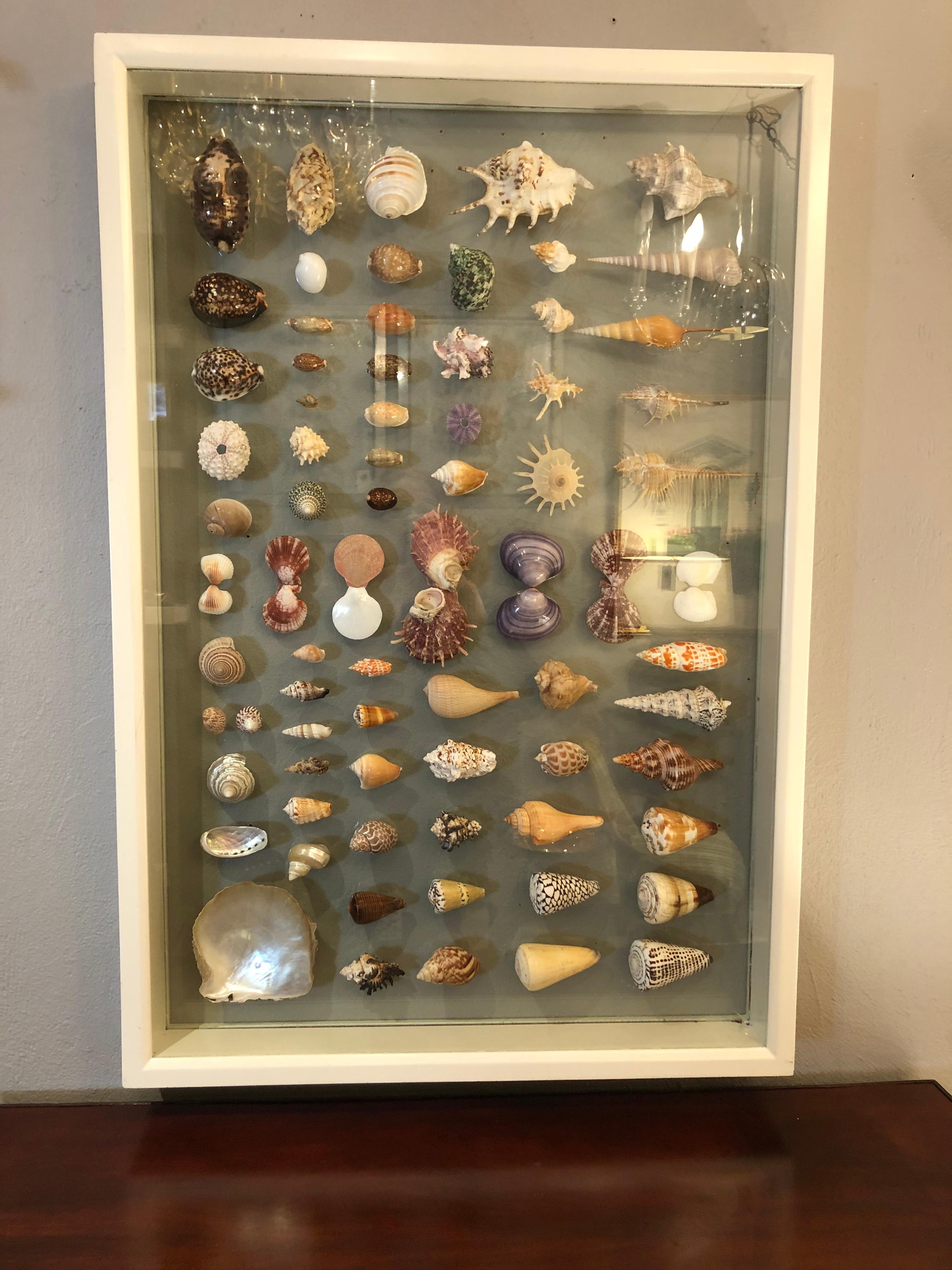 Gorgeous Shadow Box Art with 74 Seashells For Sale at 1stDibs | shadow ...
