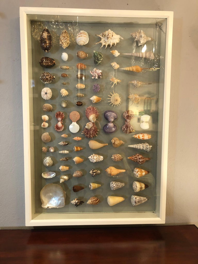 Gorgeous Shadow Box Art with 74 Seashells For Sale at 1stDibs