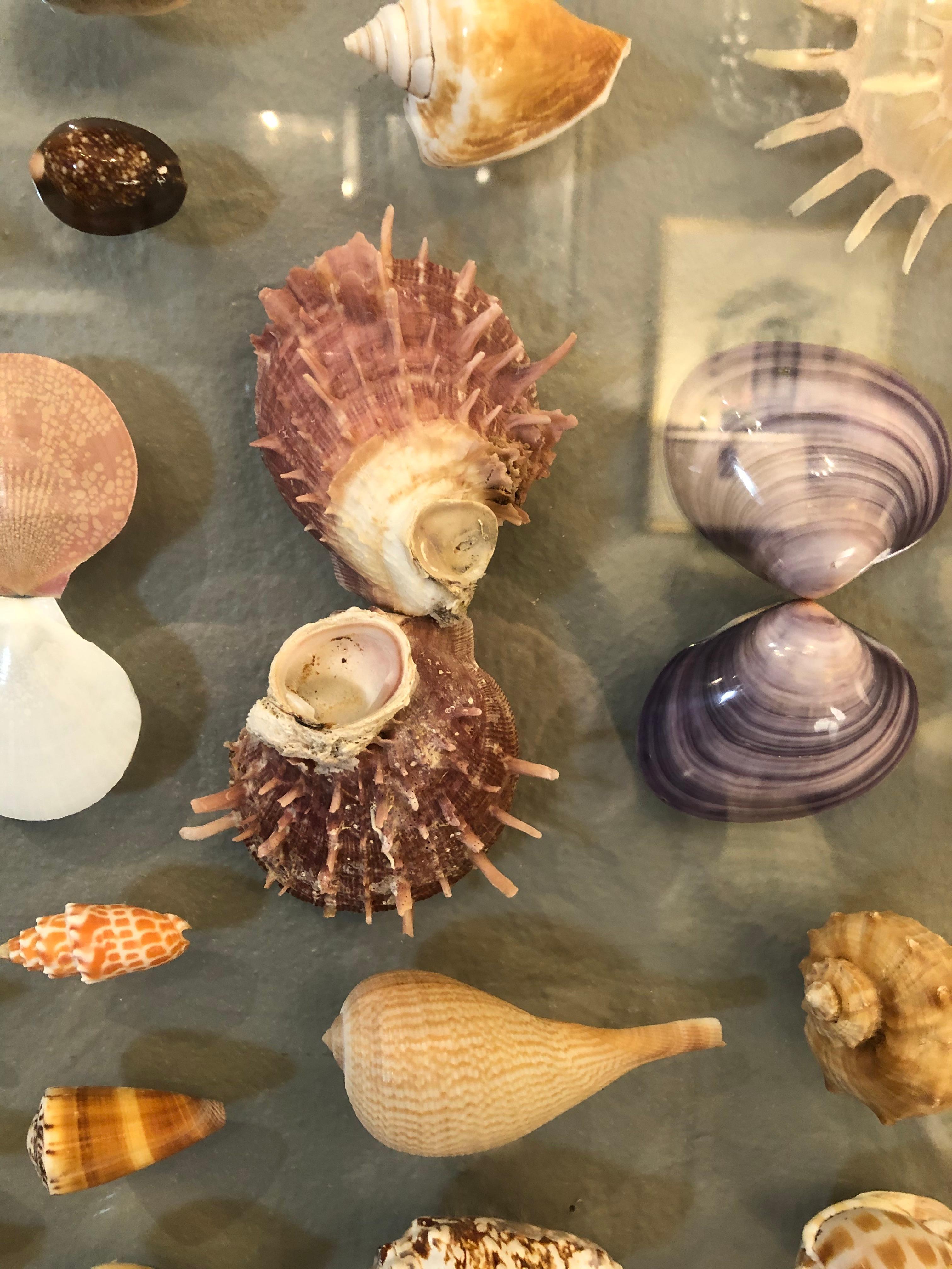 Gorgeous Shadow Box Art with 74 Seashells For Sale at 1stDibs | shadow ...