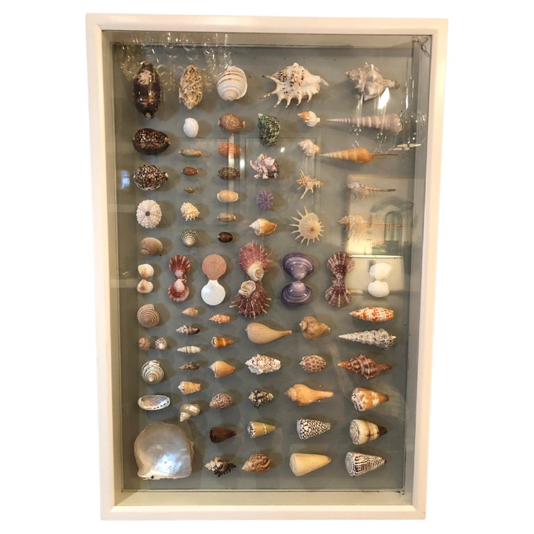 Gorgeous Shadow Box Art with 74 Seashells For Sale at 1stDibs | shadow ...