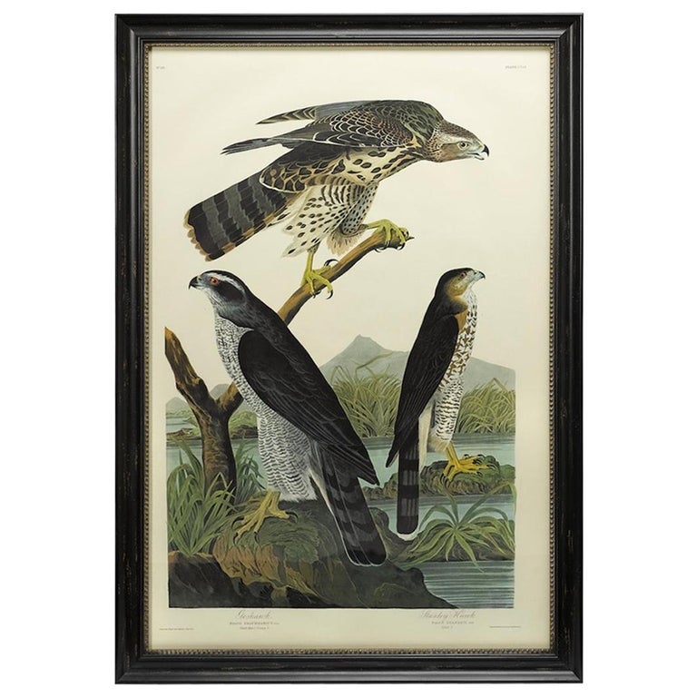 Goshawk and Stanley Hawk Amsterdam Audubon Edition at 1stDibs