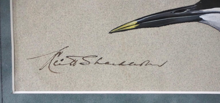 Gouache on Paper by Keith Shackleton MBE of Terns For Sale at 1stDibs