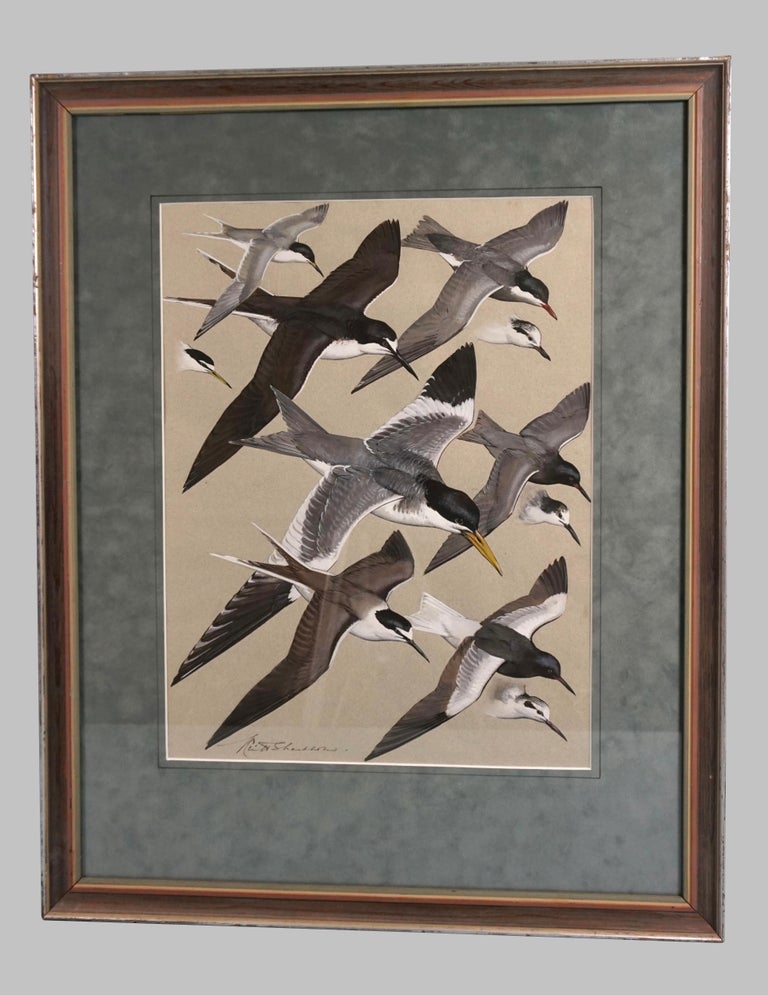 Gouache on Paper by Keith Shackleton MBE (English 1923-2015) Terns in ...