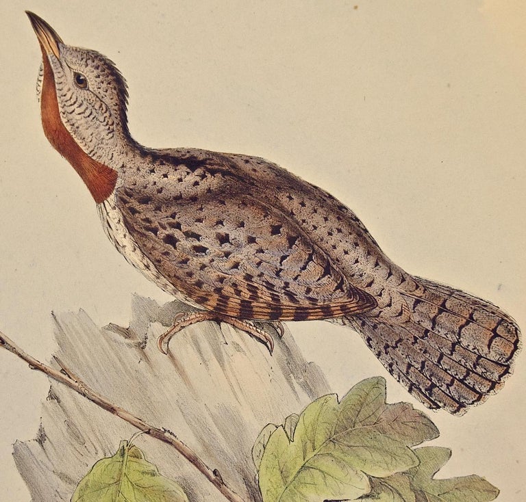 John Gould and Henry Constantine Richter - Indian Wryneck Birds (Yunx ...
