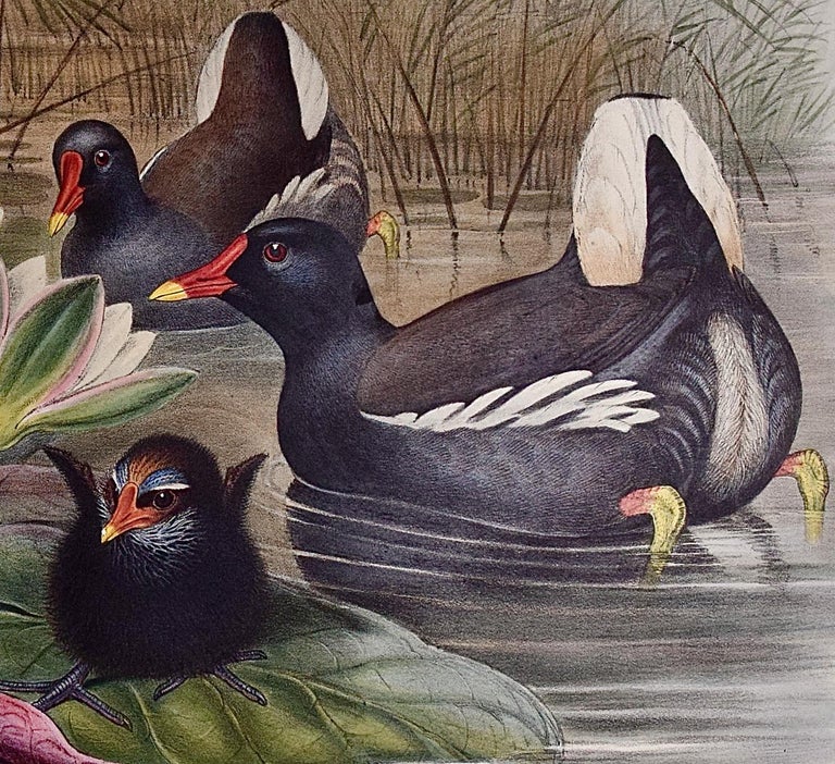 John Gould and Henry Constantine Richter - A Family of Moorhens and ...