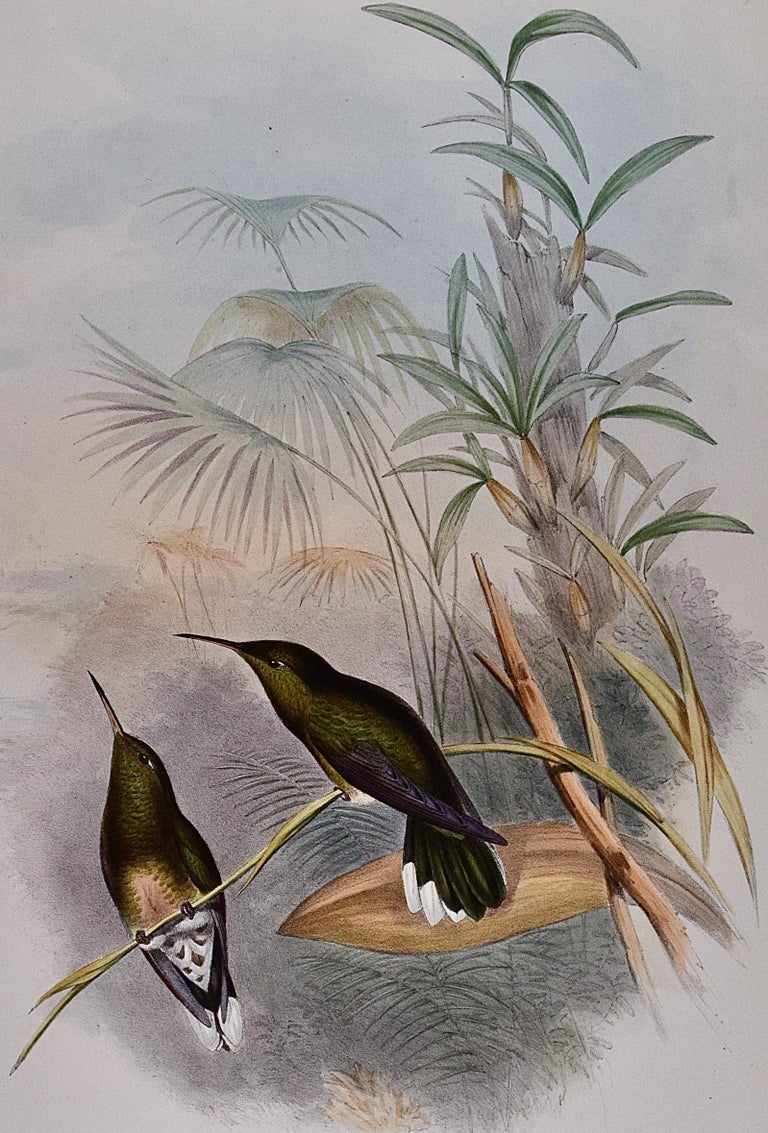 John Gould and Henry Constantine Richter - Cuvier''s Sabre-wing ...
