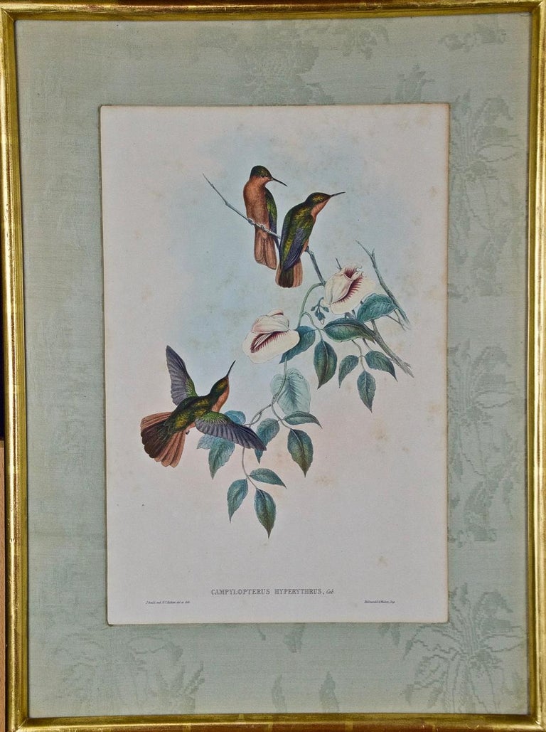 John Gould and Henry Constantine Richter - Hummingbirds: Framed Gould ...