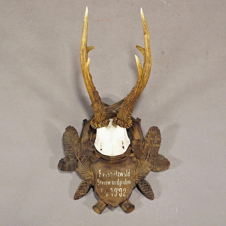 Great Deer Trophy Mount on Wooden Carved Plaque, 1902 For Sale at 1stDibs