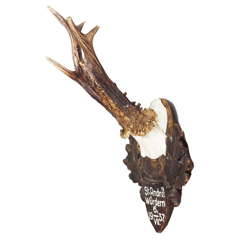 Great Deer Trophy Mount on Wooden Carved Plaque 1937 For Sale at 1stDibs