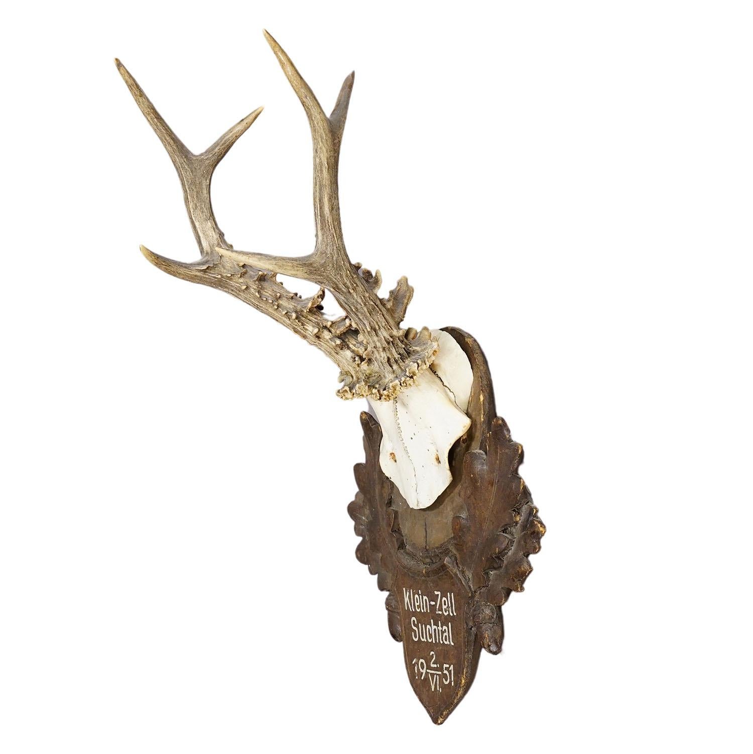 Great Deer Trophy Mount on Wooden Carved Plaque 1951 For Sale at 1stDibs