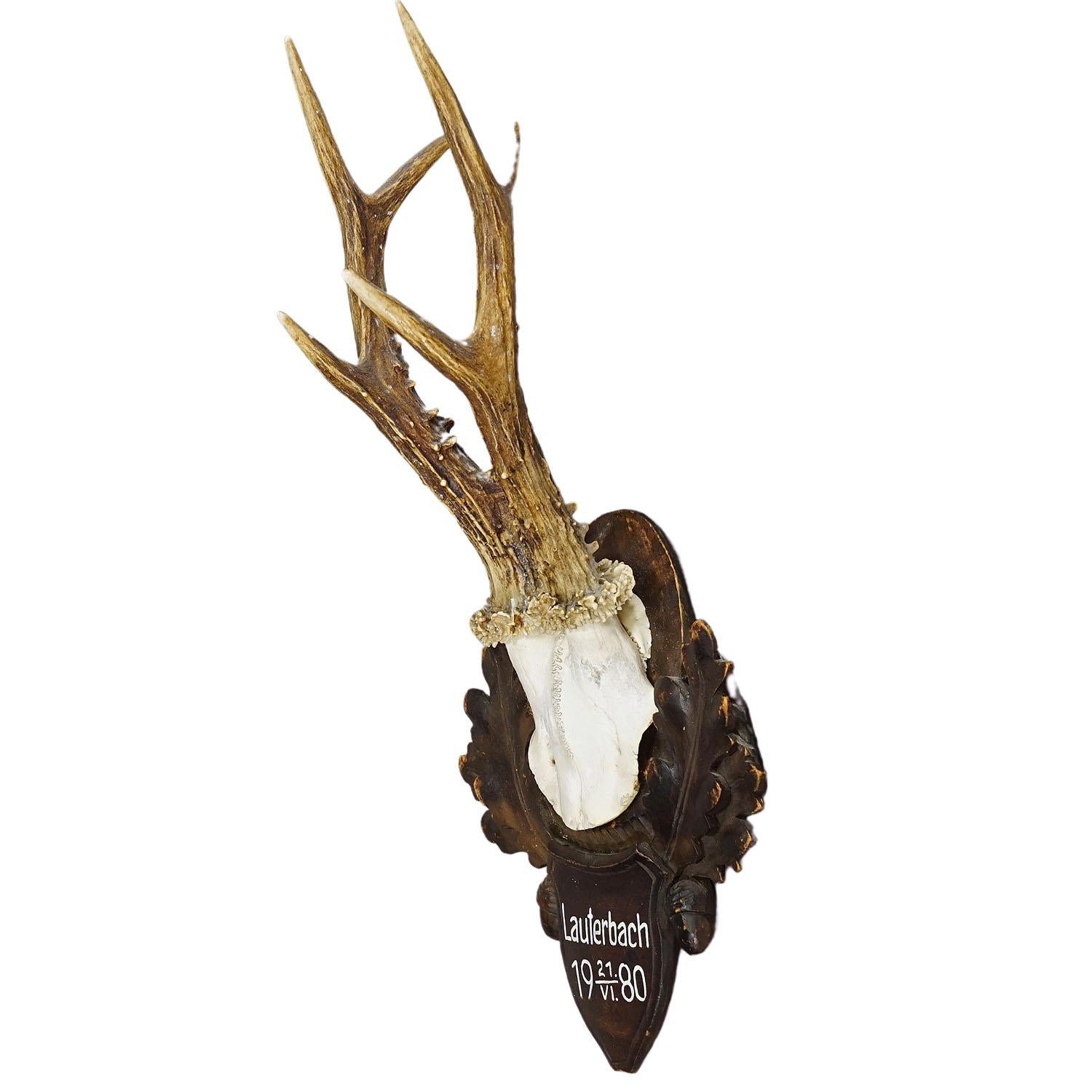 Great Deer Trophy Mount on Wooden Carved Plaque For Sale at 1stDibs