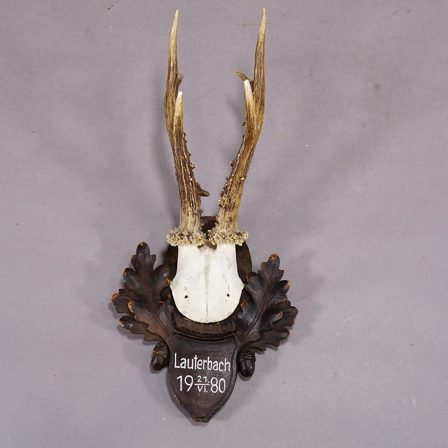 Great Deer Trophy Mount on Wooden Carved Plaque For Sale at 1stDibs