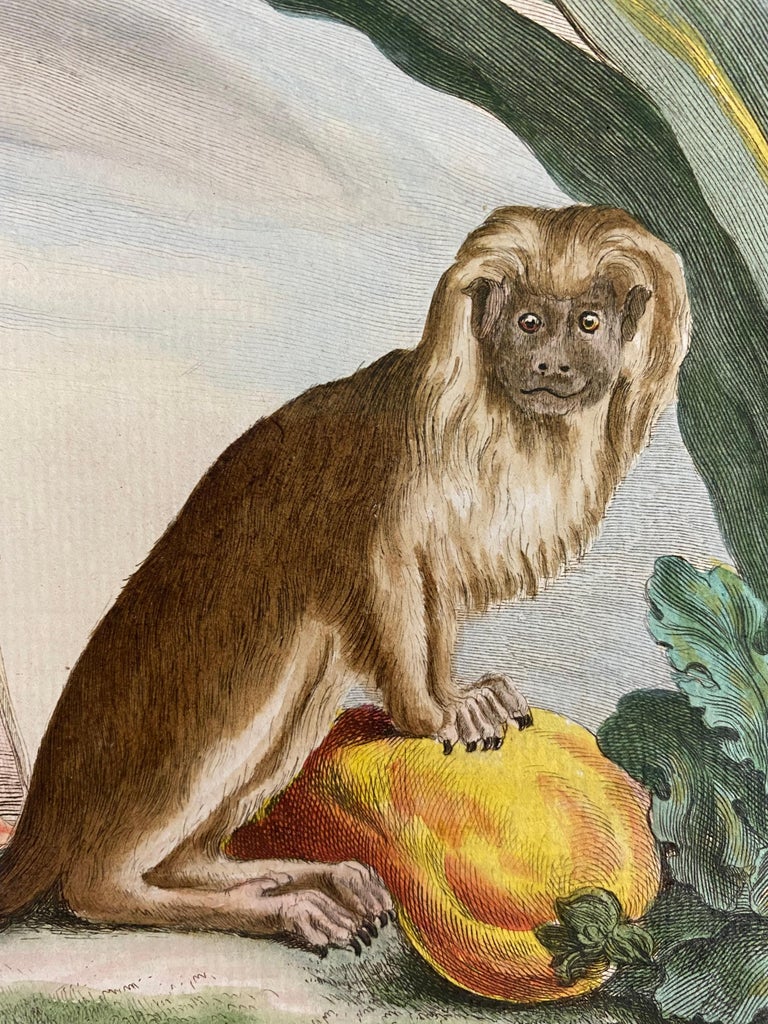 Great Set of 12 18th Monkeys by George Leclerc Compte de Buffon For ...