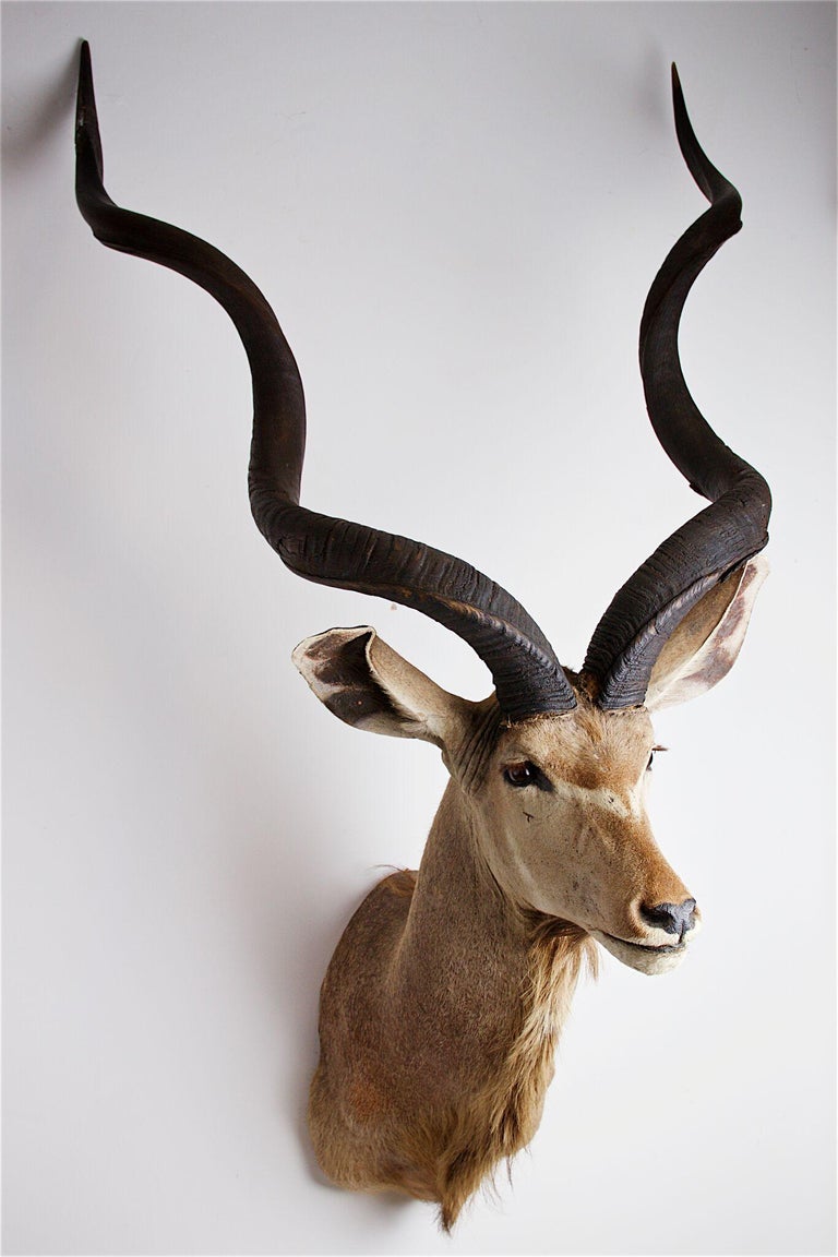 Greater Kudu Head and Shoulders at 1stDibs