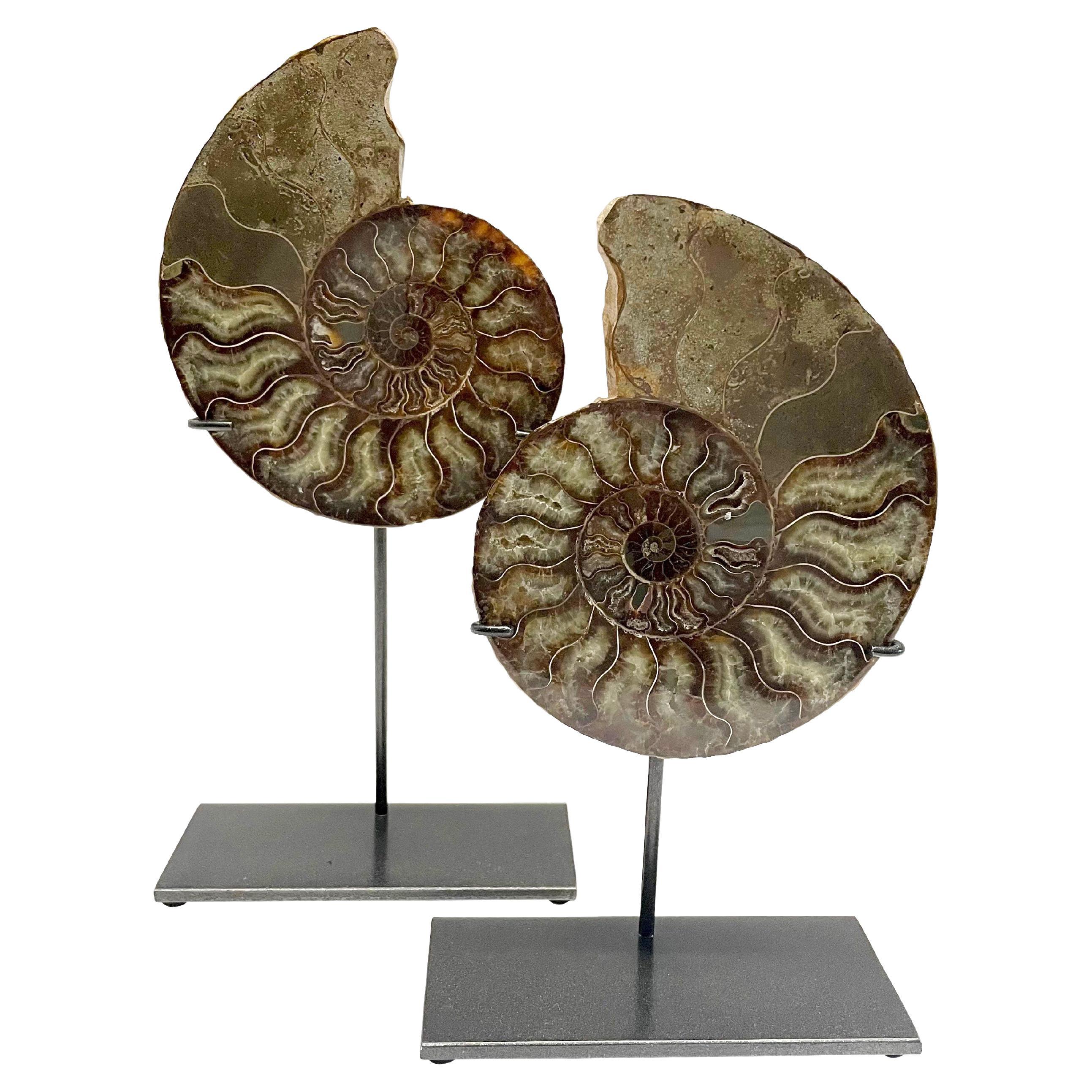 Pair of Small Green Ammonites, Madagascar, Prehistoric For Sale at 1stDibs