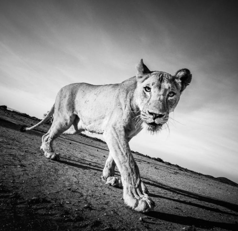 Griet Van Malderen - Too Close For Sale at 1stDibs