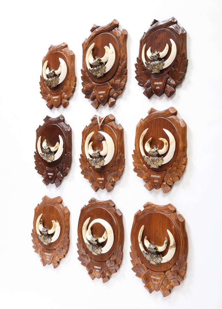 Group of Nine Central European Metal-Mounted Boar Tusk Trophy Mounts ...
