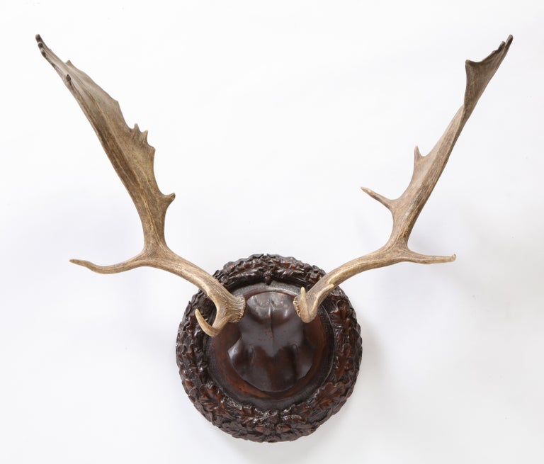 Group of Six Swiss 'Black Forest' Moose Antler Trophy Mounts, Early ...