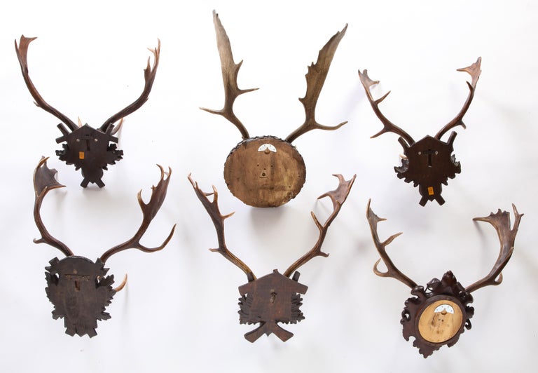 Group of Six Swiss 'Black Forest' Moose Antler Trophy Mounts, Early ...