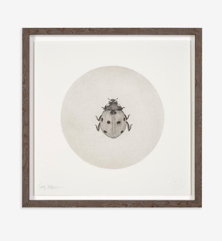 Guy Allen - Guy Allen, Ladybird, Animal Etching, Affordable Art For ...