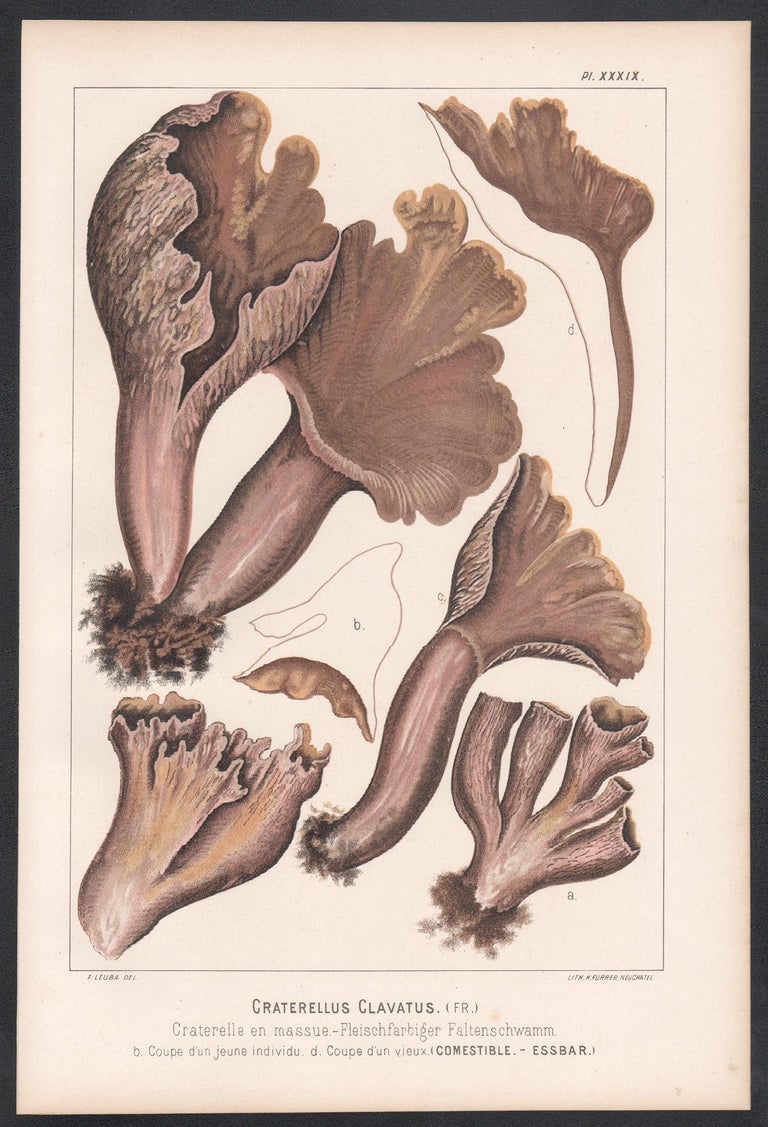 H Furrer after Fritz Leuba - Craterellus Clavatus, Leuba antique ...