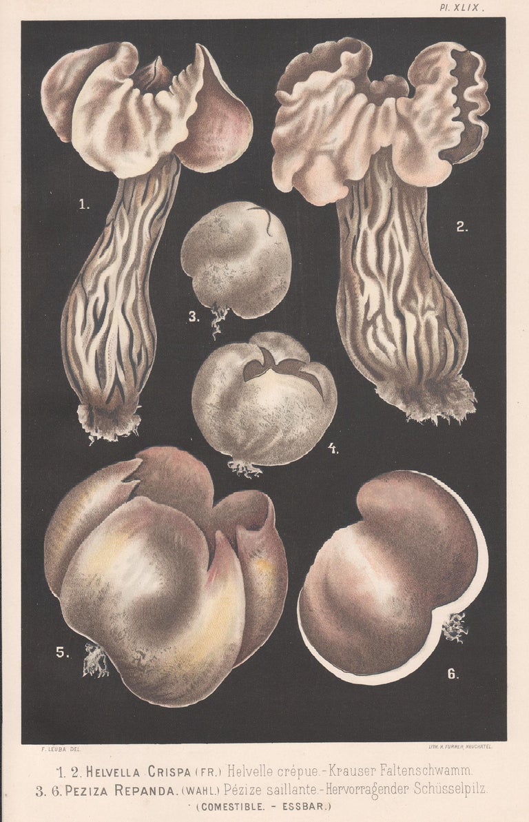 H Furrer after Fritz Leuba - Helvella Crispa, Leuba antique mushroom ...