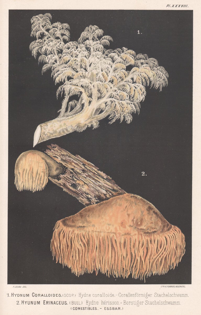 H Furrer after Fritz Leuba - Hydnum Coralloides, Leuba antique mushroom ...