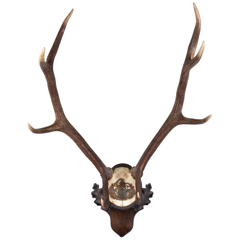 Habsburg Red Stag Trophy of Emperor Franz Josef from Eckartsau Castle ...