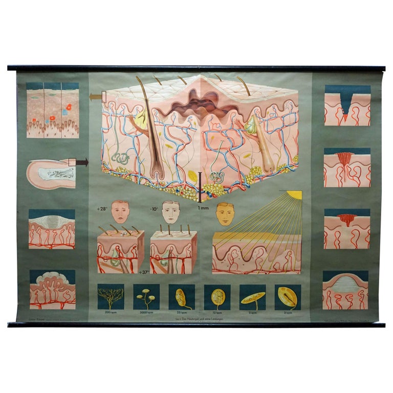 Hagemann Medical Rollable Poster Wall Chart Human Body Skin Cross ...