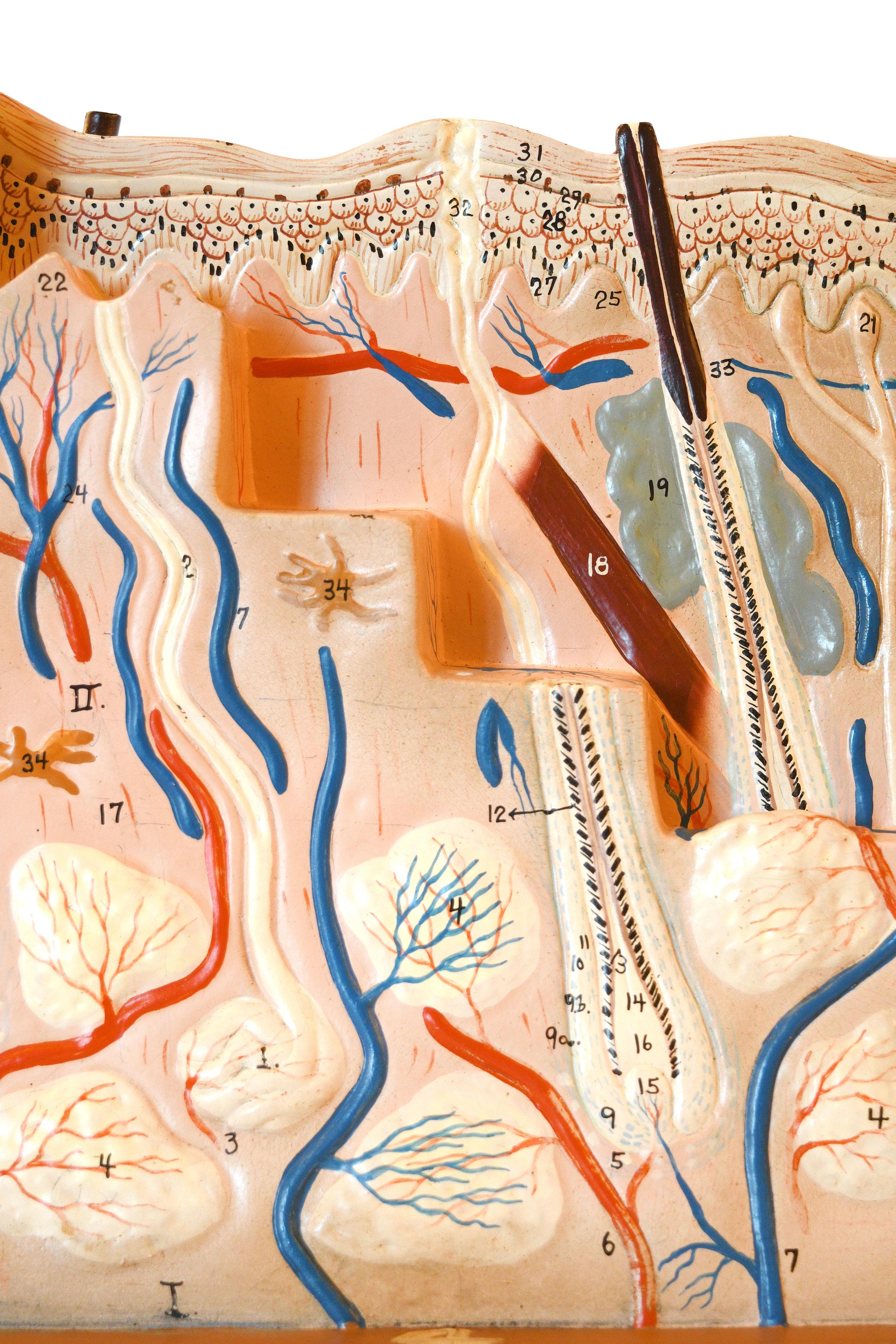 Hair and Skin Cross Section Model at 1stDibs