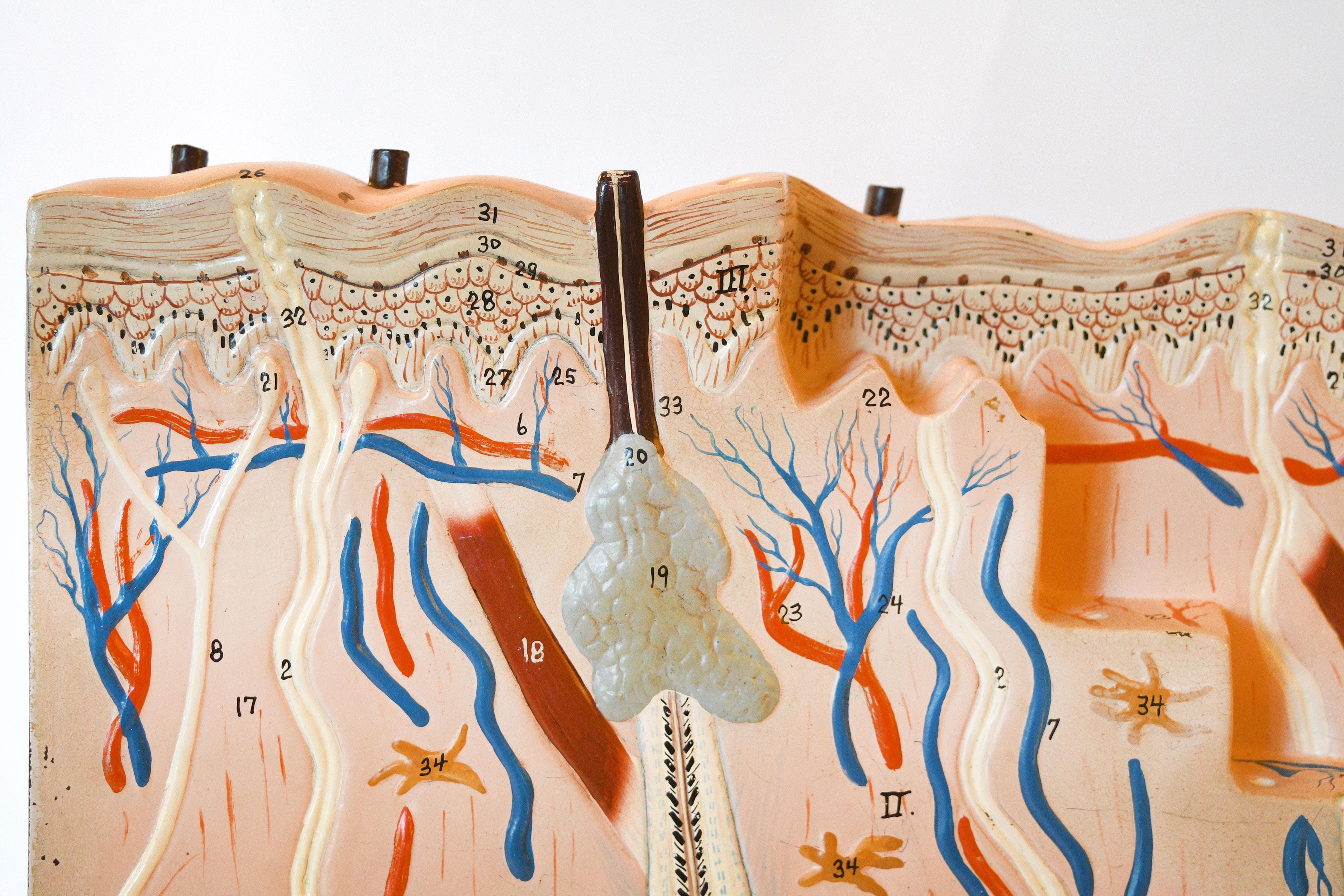 Hair and Skin Cross Section Model at 1stDibs