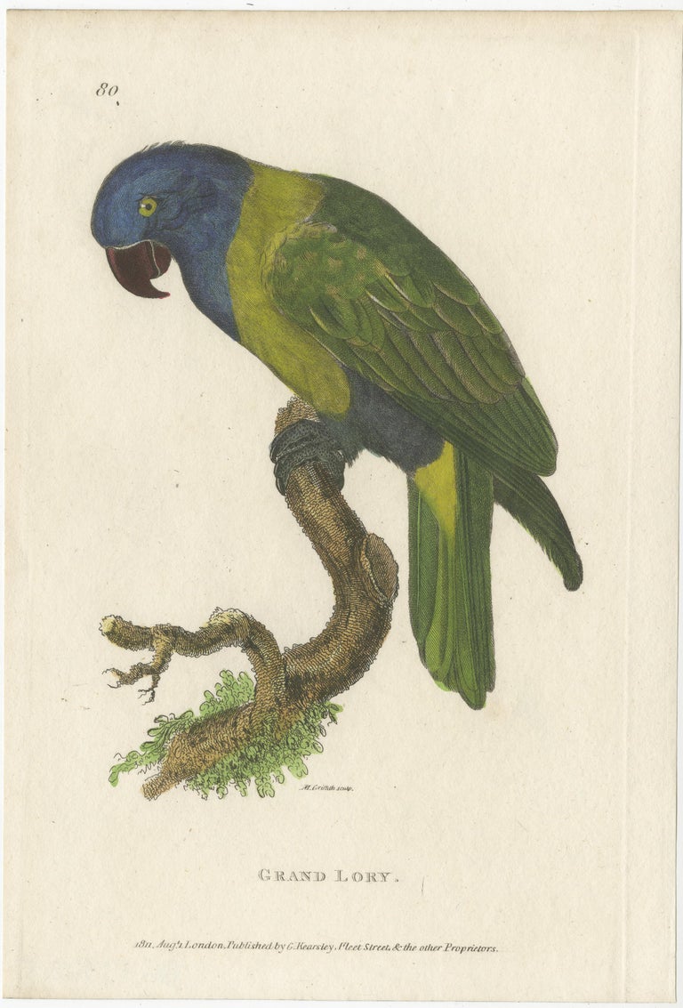 Hand Colored Antique Bird Print of a Lory Parrot For Sale at 1stDibs