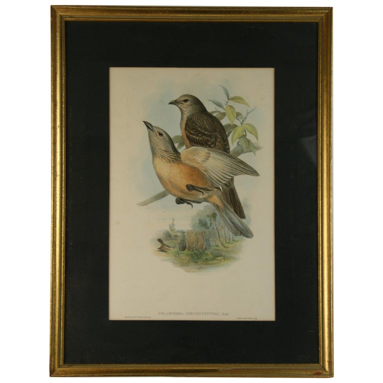 Hand Colored Bird Engraving For Sale at 1stDibs