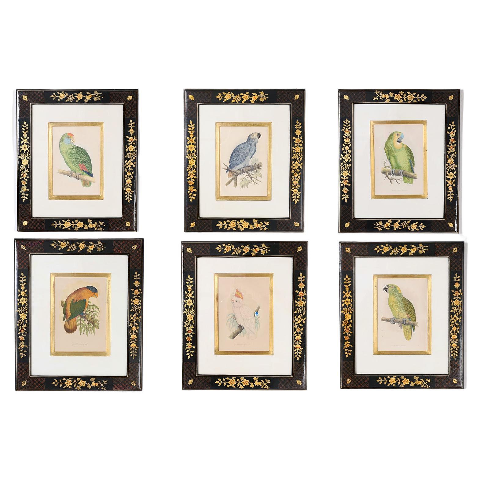 Hand Colored Bird or Parrot Engravings at 1stDibs