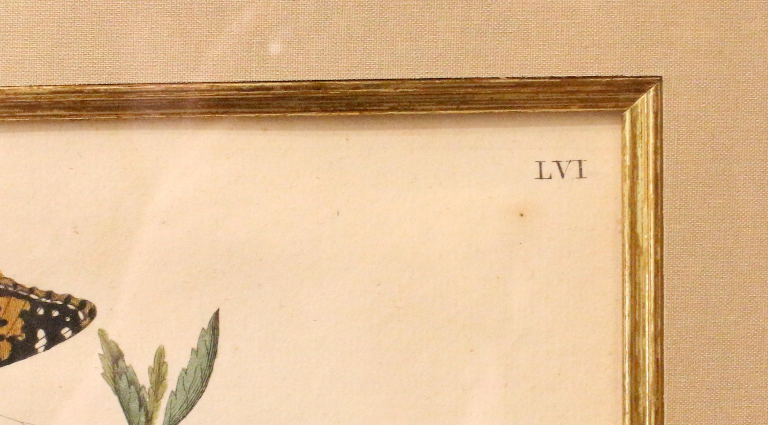 Hand Colored Copper Plate Lithograph of Caterpillars and Great Tortoise ...