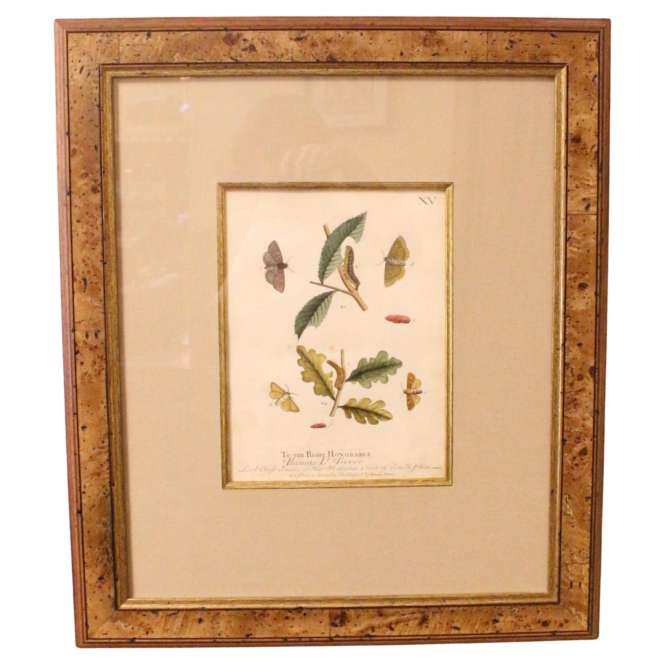 Hand Colored Copper Plate Lithograph of Caterpillars and Moths, Plate ...