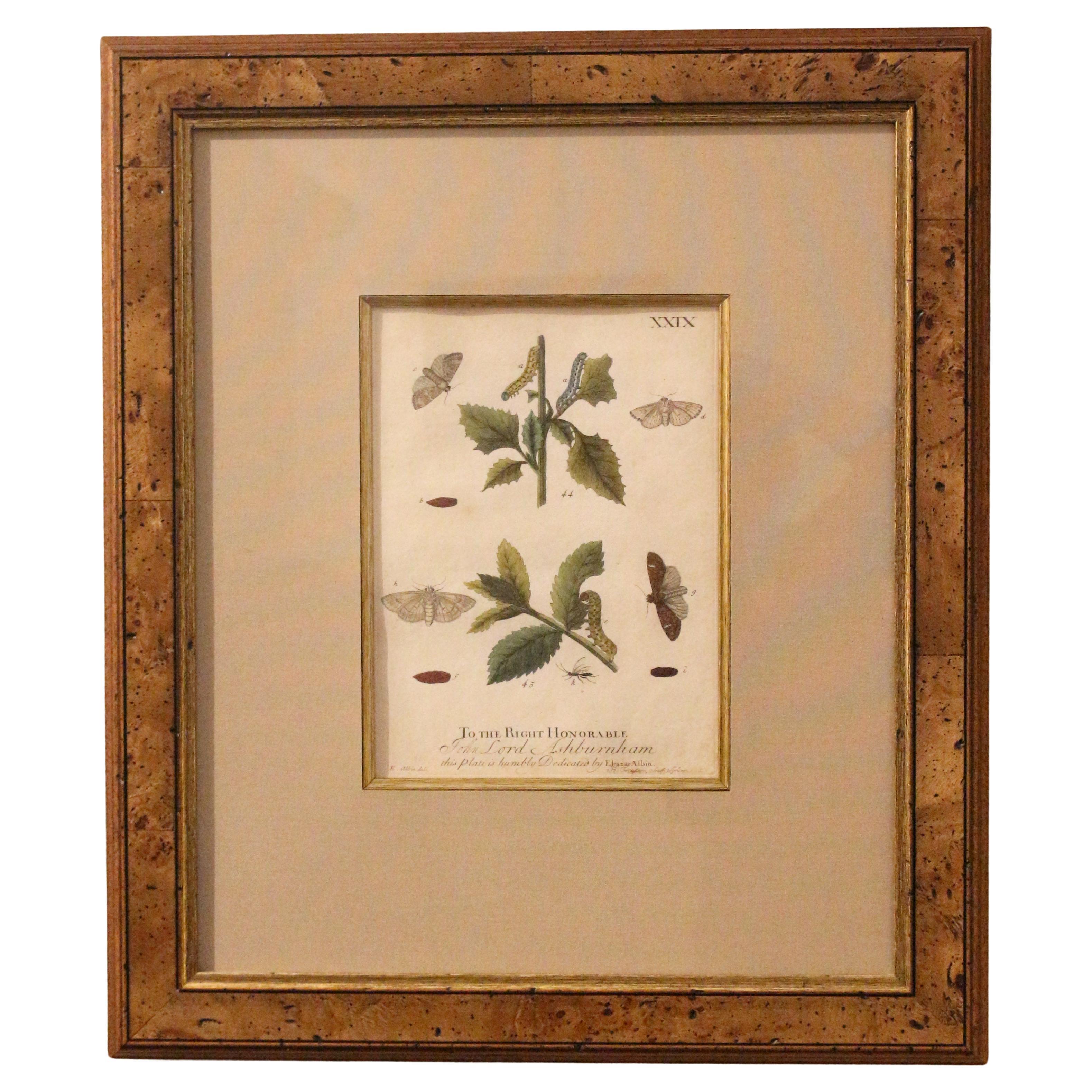 Hand Colored Copper Plate Lithograph of Caterpillars and Moths, Plate ...