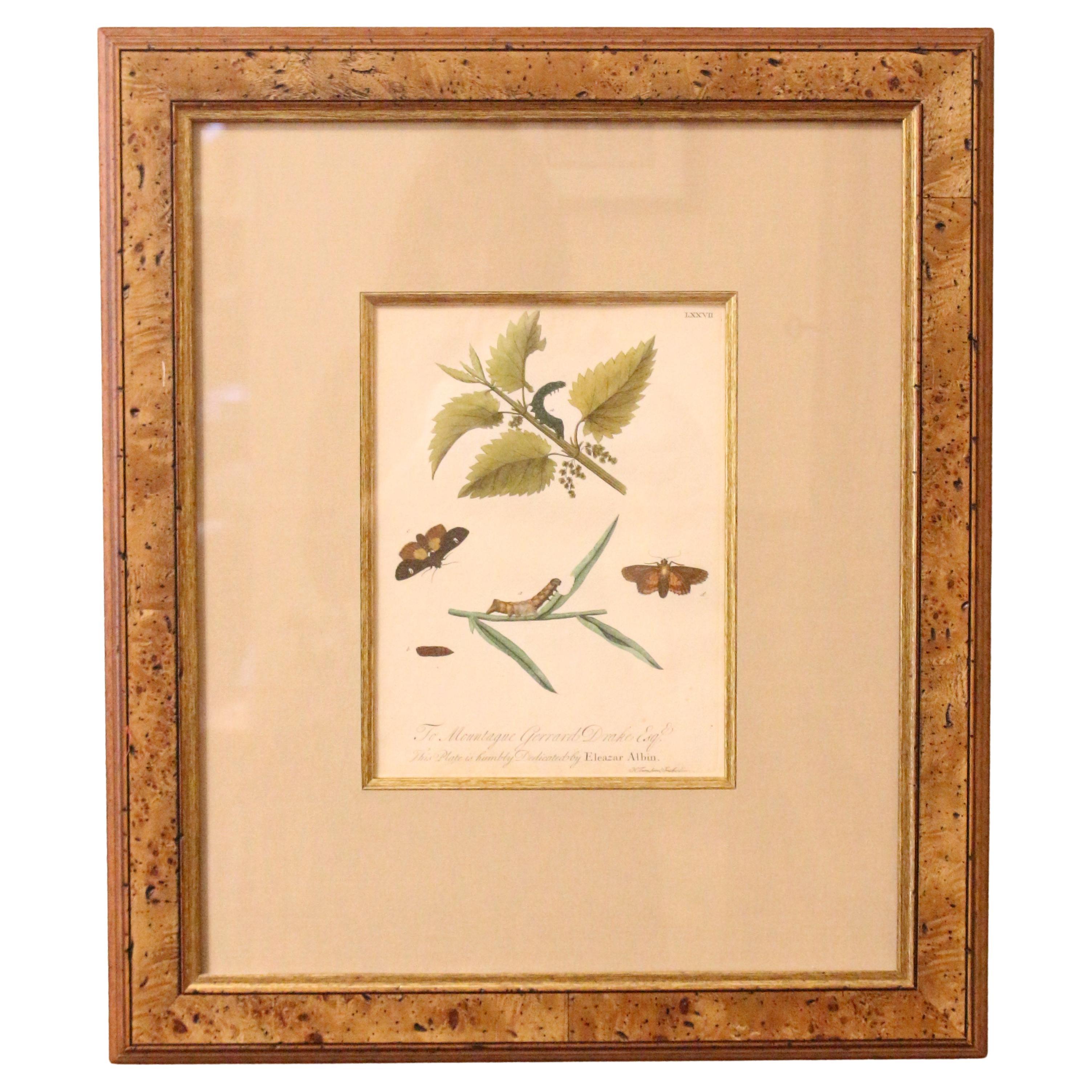 Hand Colored Copper Plate Lithograph of Moths and Caterpillars, Plate ...