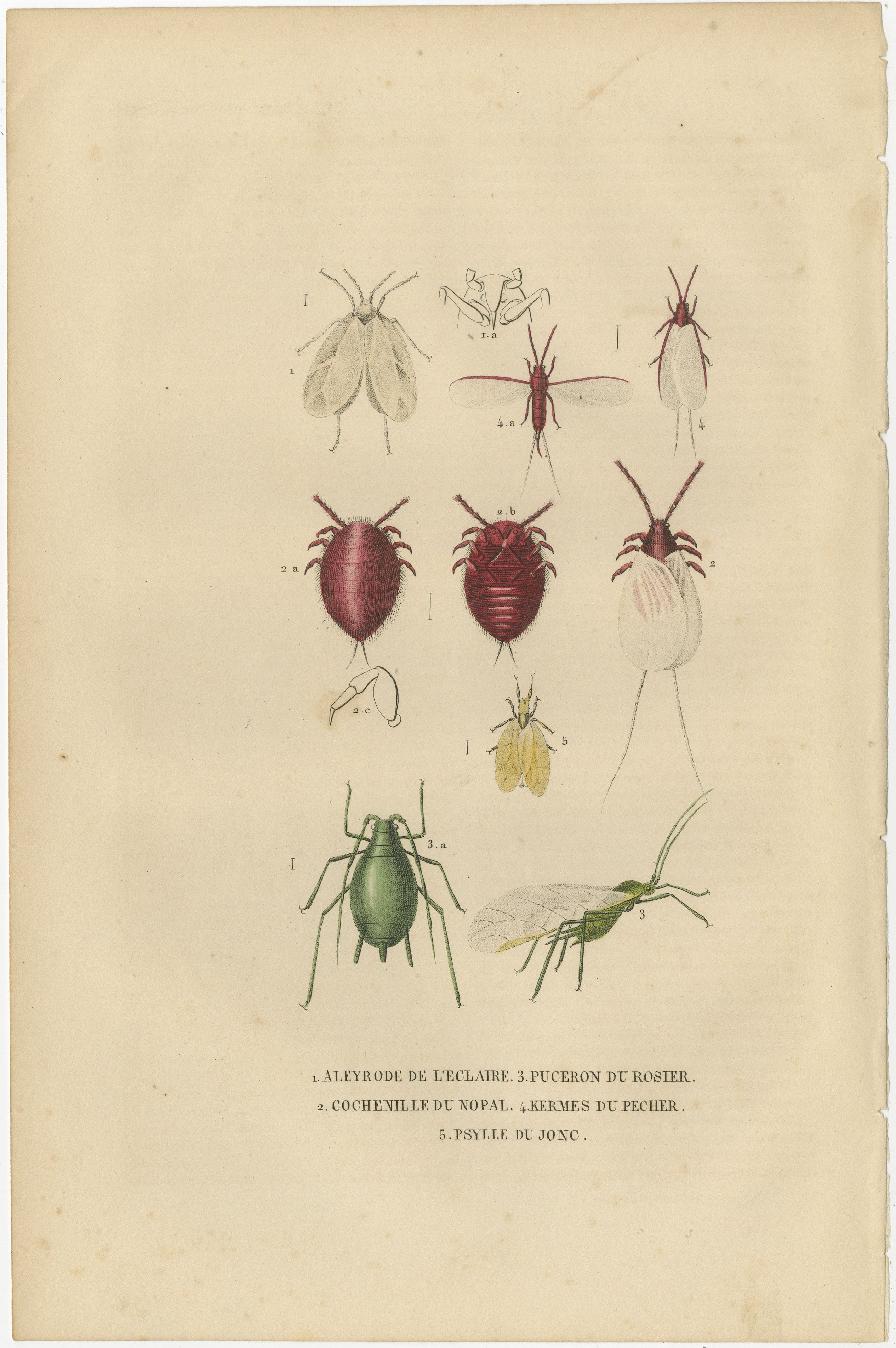Hand-colored Insect Print of The Whitefly, Aphids, Mealybugs, Jumping ...
