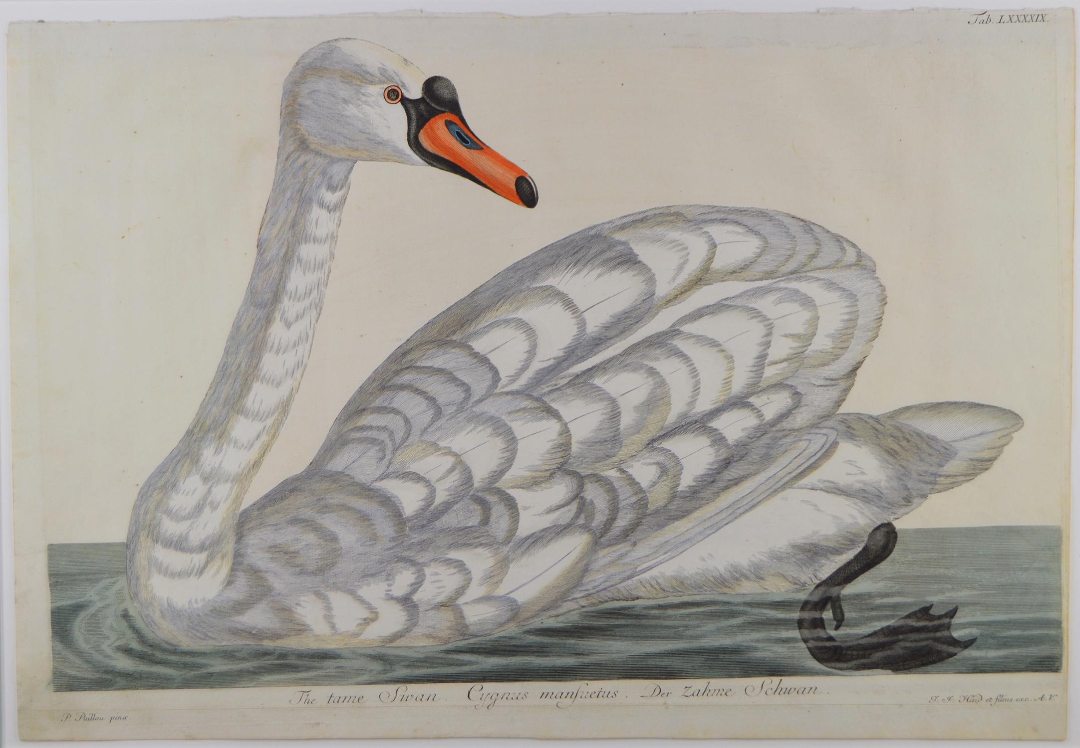 Hand Coloured 18th Century Engraving of a Swan at 1stDibs