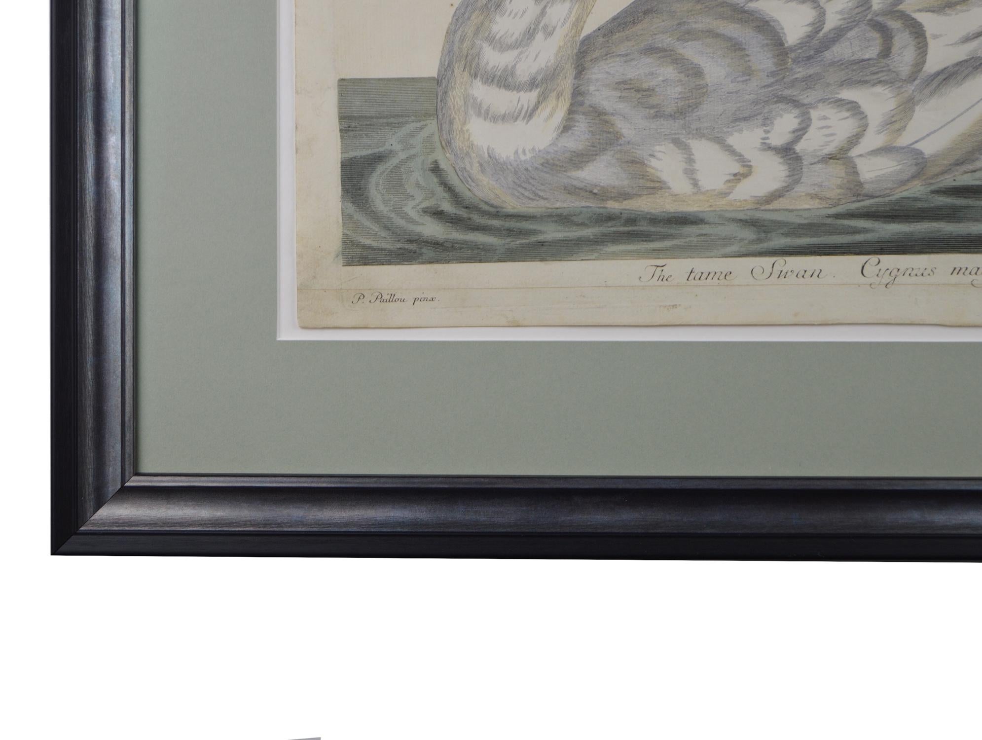 Hand Coloured 18th Century Engraving of a Swan at 1stDibs