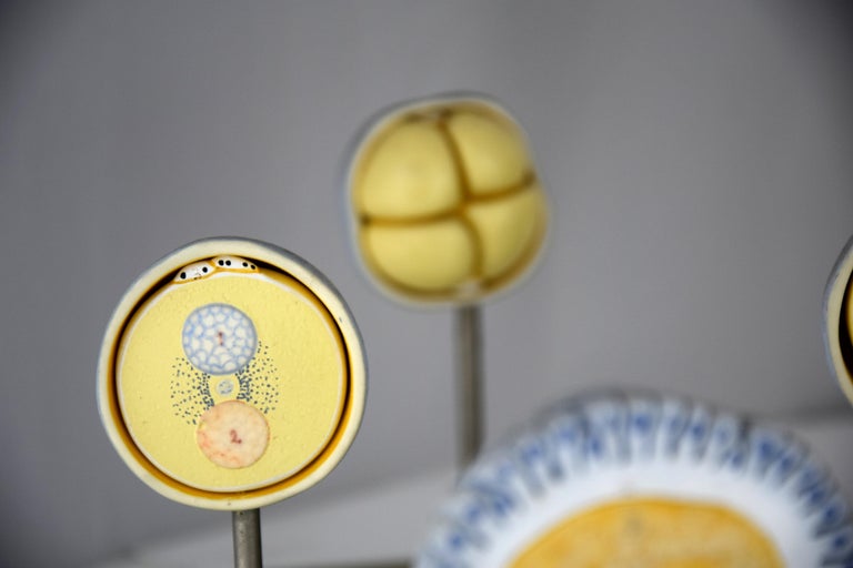 Handmade Mid-Century Modern Anatomical Cell Division Models For Sale at ...